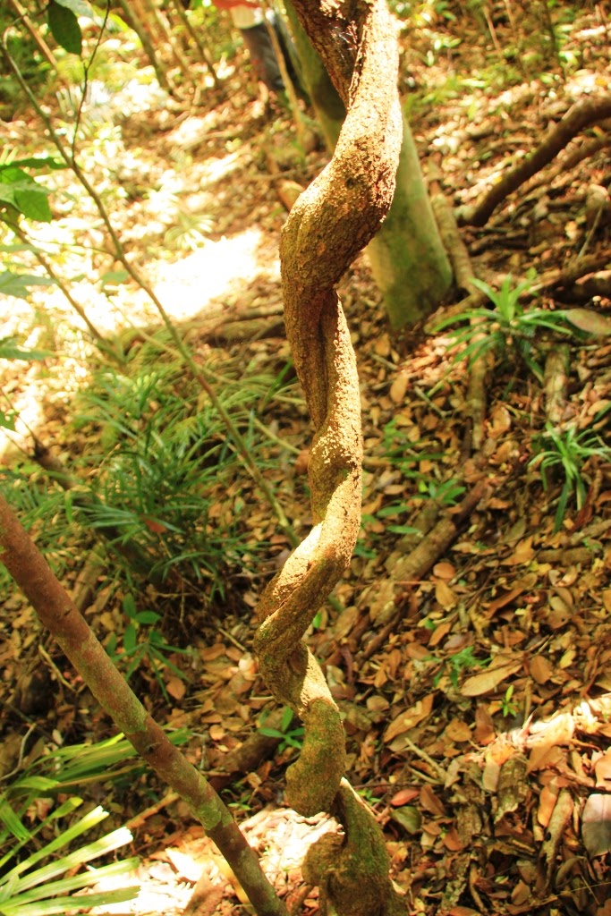 Inilah Ekspedisi Gunung Djadi "Gunung Pertama" di Riau - Kompasiana.com