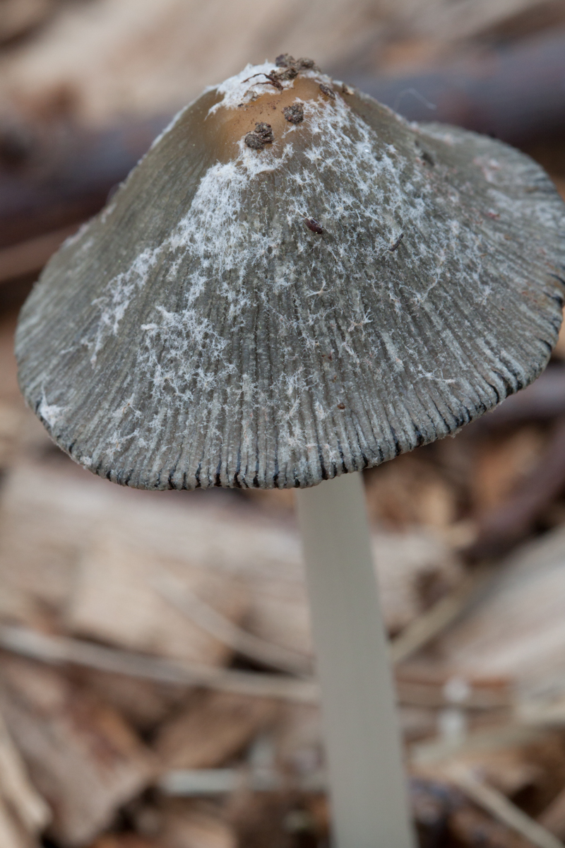 Banyan's End: Fleeting Fungi