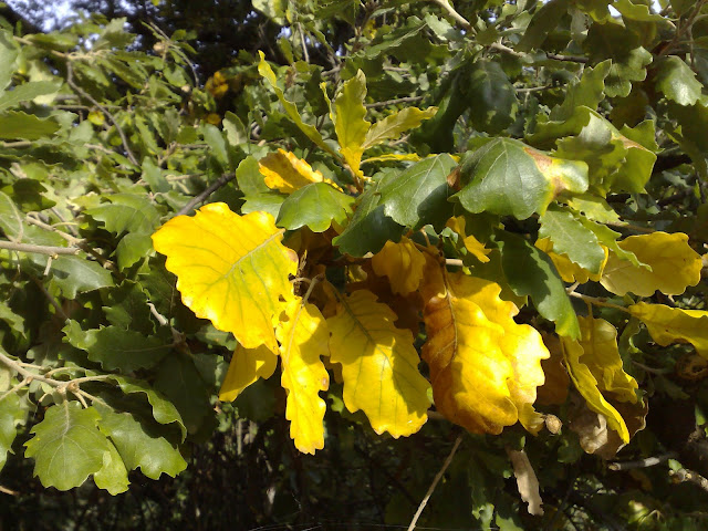 Árboles con alma: Roble pubescente. Roure Martinenc. (Quercus humilis)