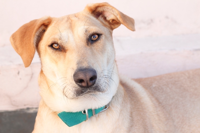 Adoptándonos: Mía, divina perra de color crema tamaño mediano en adopción