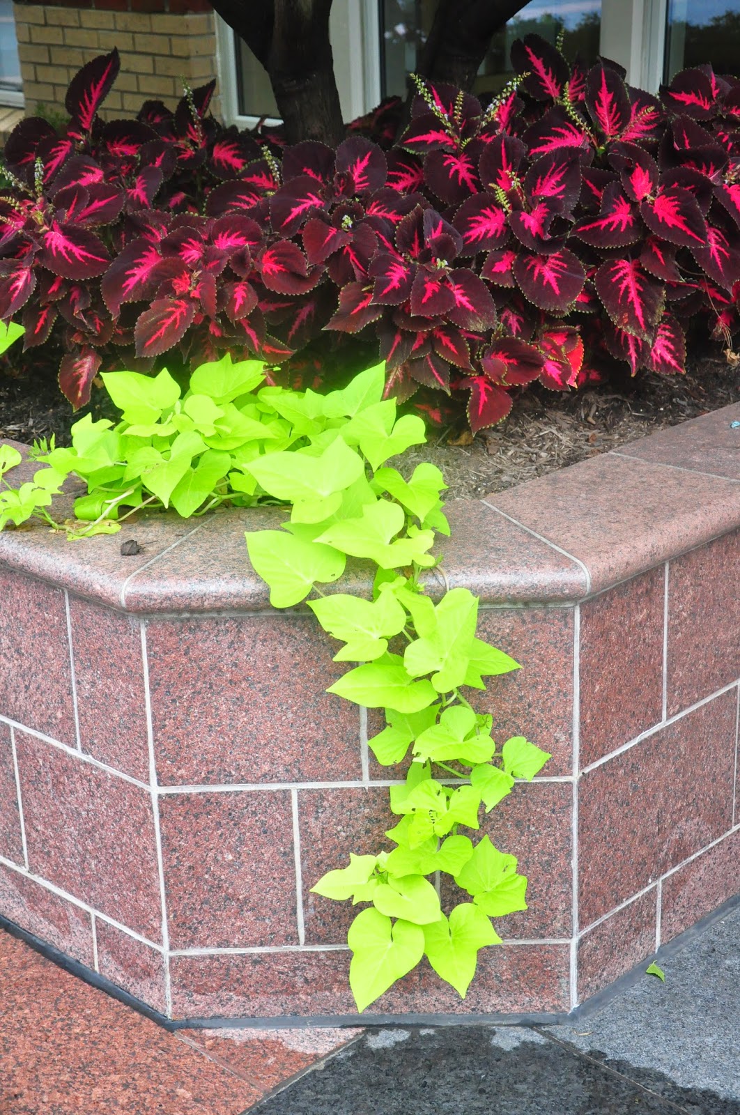 UMD Arboretum and Botanical Garden: Coleus; A Plant to Brighten Up ...