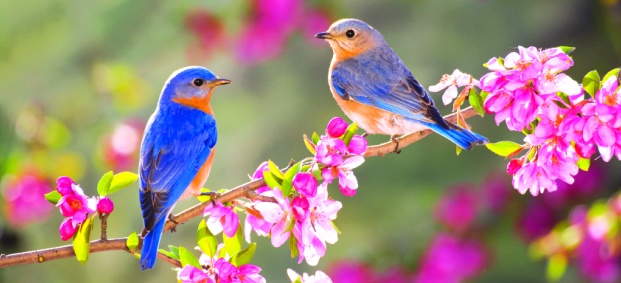 Роземак: Творби за пролетта