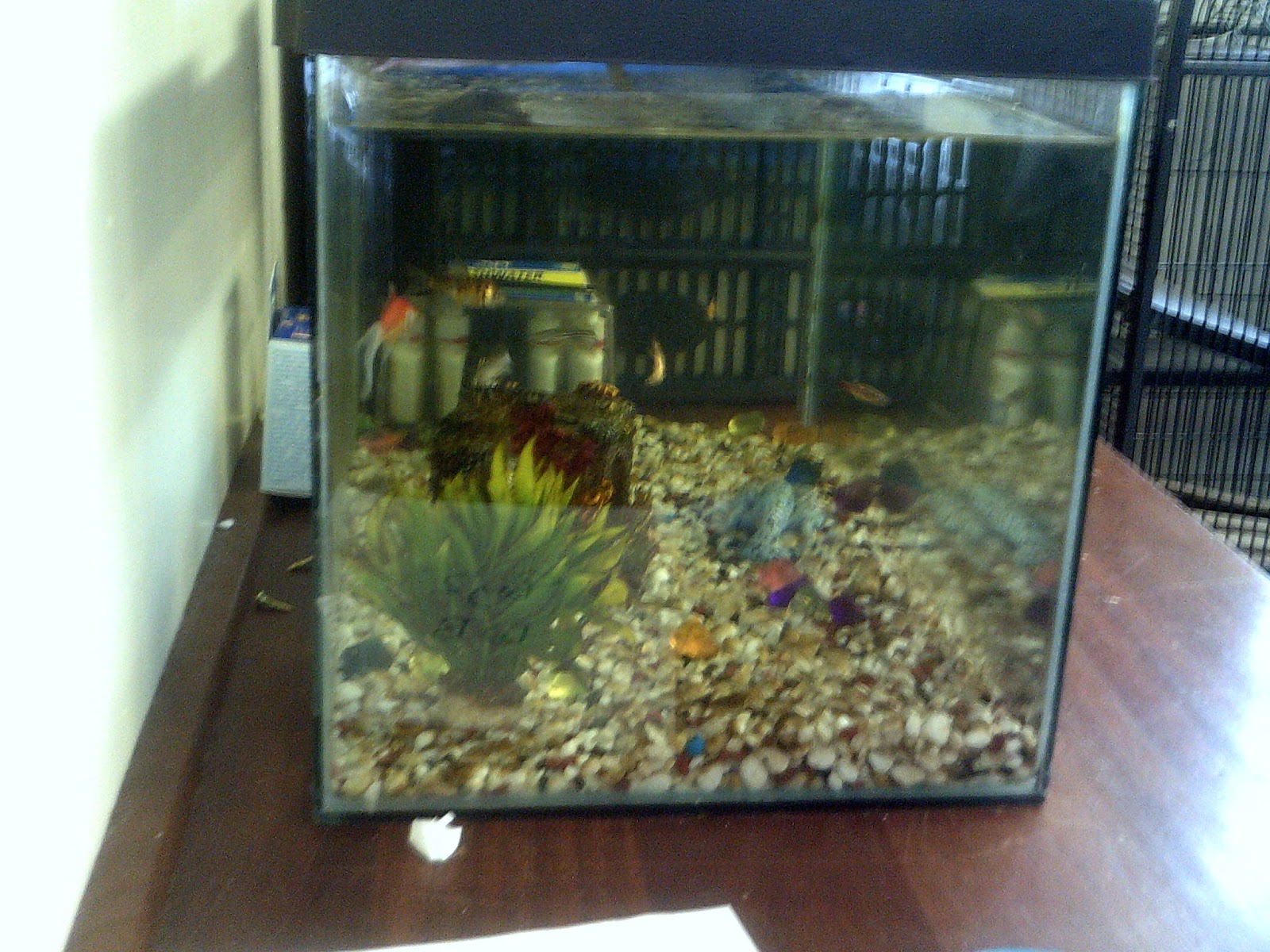 wigton physics: Refractive index - an amazing fish tank