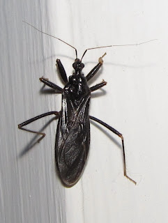 Bug Eric: True Bug Tuesday: Masked Hunter