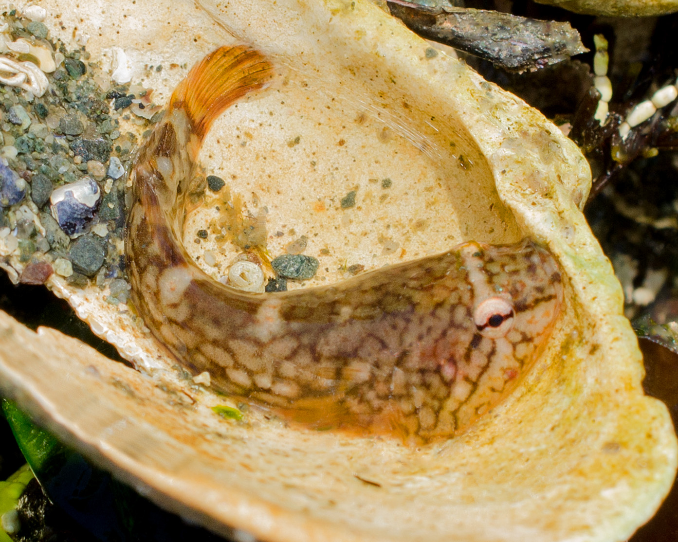 Wanderin' Weeta (With Waterfowl and Weeds): Under-rock assortment