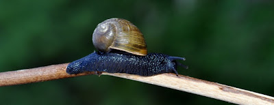Maltese Nature: Conserving Maltese molluscs