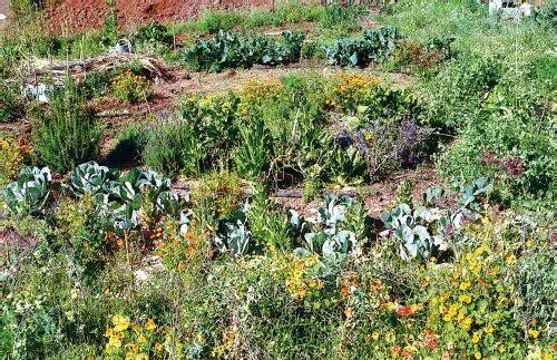 A minha Horta Biológica: Policultura