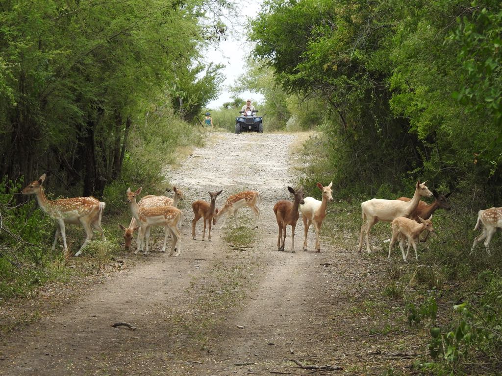 Cazador Mexicano: Fauna del rancho la Ciénega