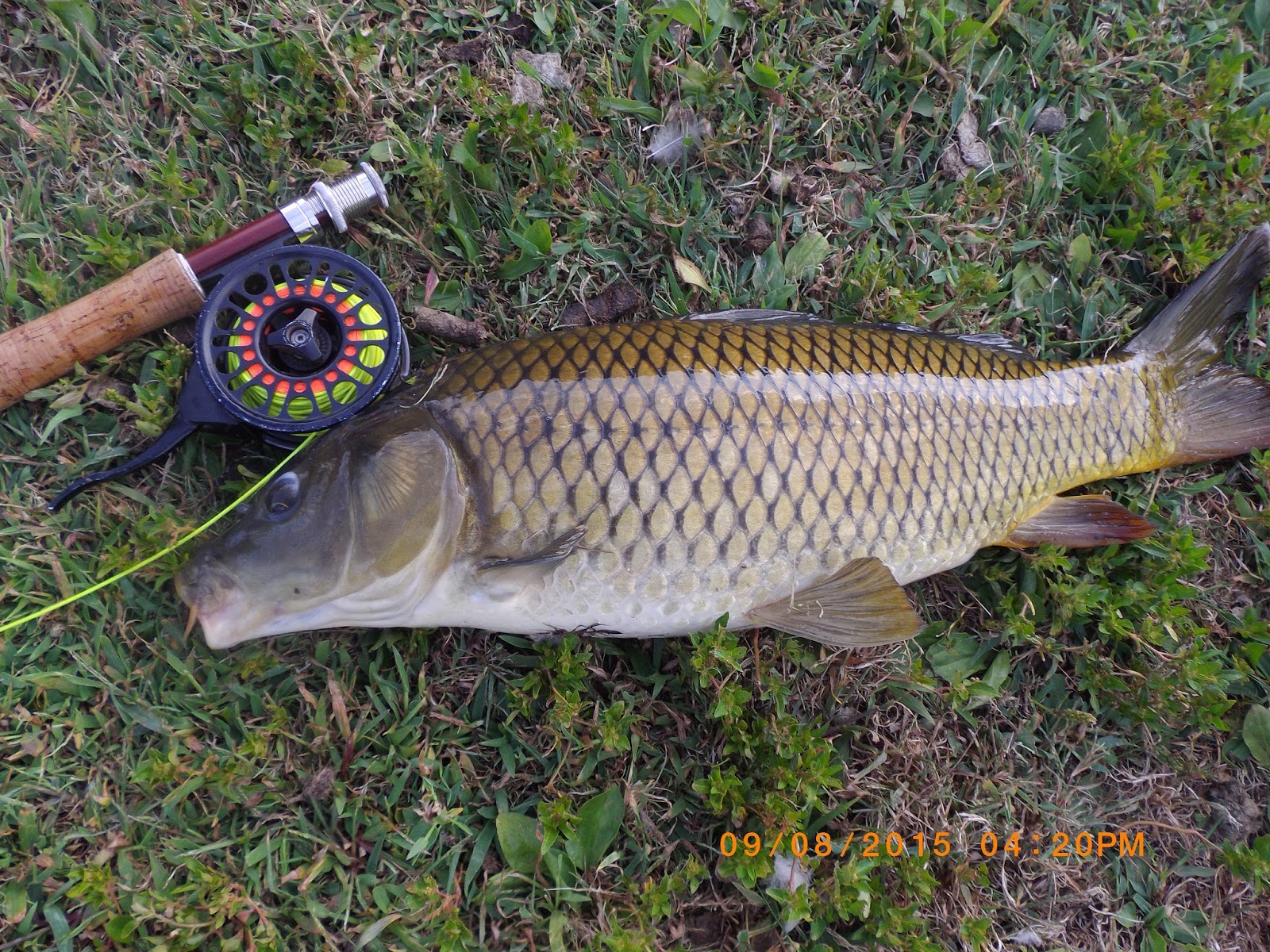The Great Lakes of NYC: Carp