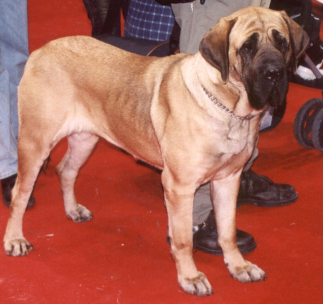 Dogs Info: Alangu Mastiff