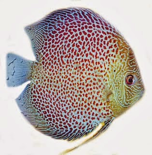 Mengenal Jenis-Jenis Ikan Discus - Ikan Hias Air Tawar