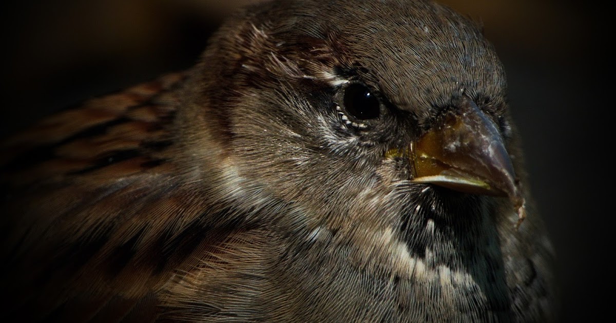 With an Accent: Injured Sparrow, in the Last Days of Summer 2017