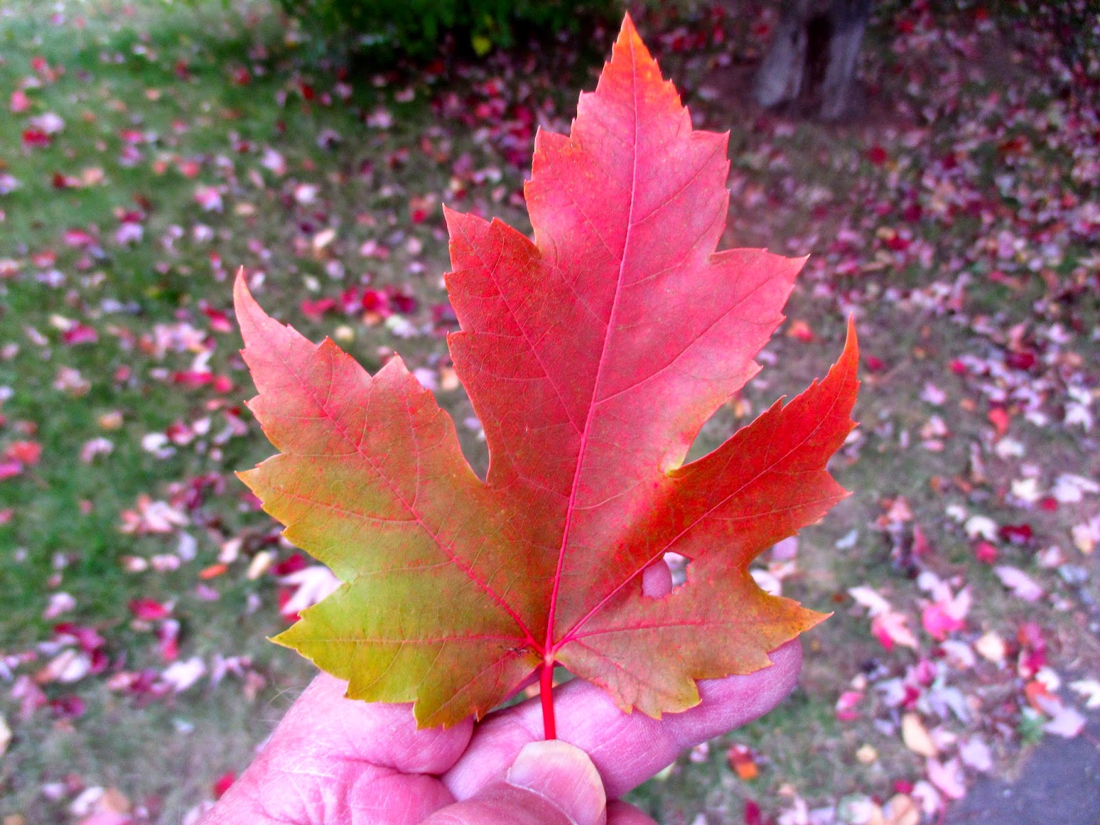 Art's Bayfield Almanac: AUTUMN BLAZE HYBRID MAPLE