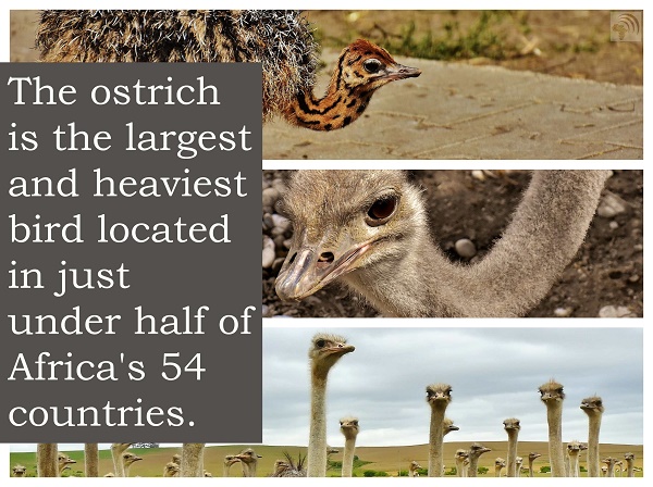 Where Do Ostriches Live In Africa?