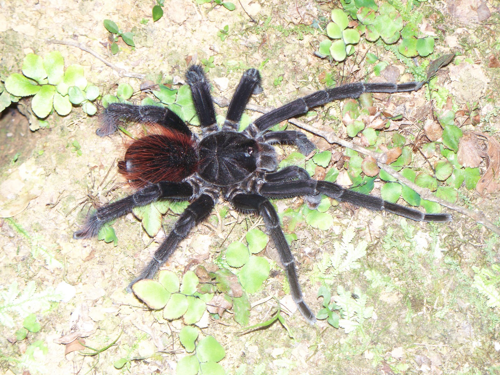 Stranger in a Strange Land: Tiputini Biodiversity Station, aka Awesome ...