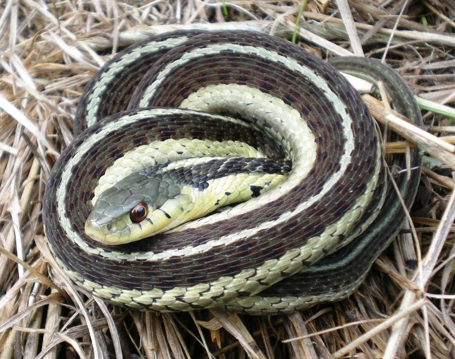 Divinity Withinity - art, creativity, fun: 2011