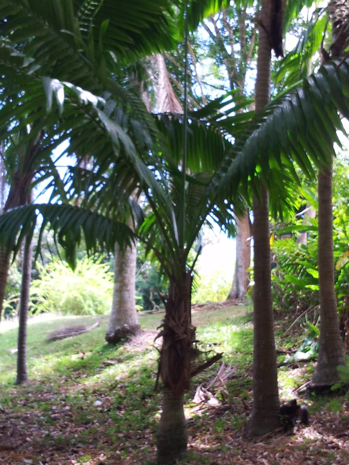 Plantula Farm PR: Roystonea regia. Cuban Royal palm. Plantula Farm.