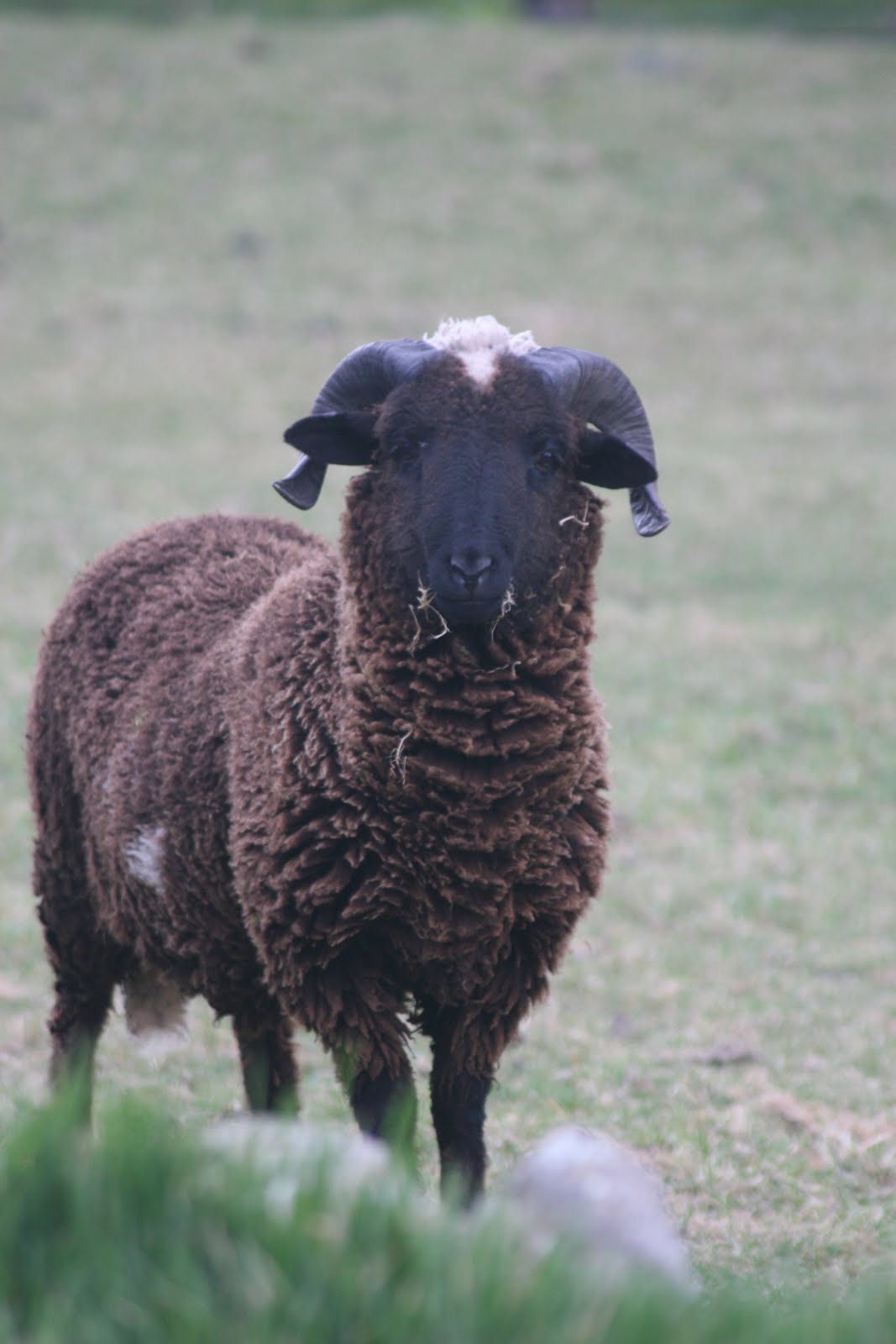 North Wapiti Blog: Sheep, sheep....Everywhere Sheep!!!