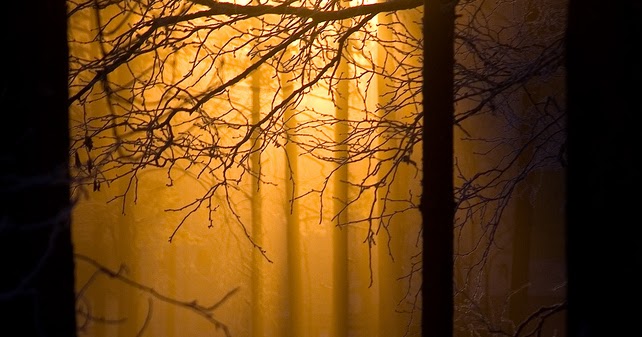 Amateur Nikon: A somewhat Emotional Reaction to today's Photography