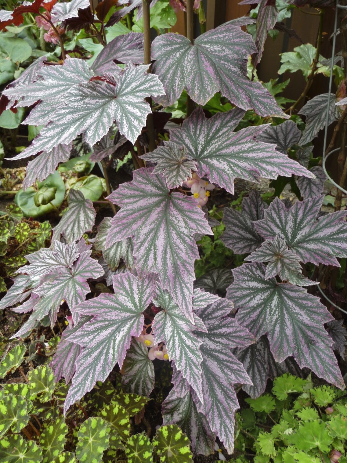 Всё о бегониях и не только...: Begonia 'Pink Minx'