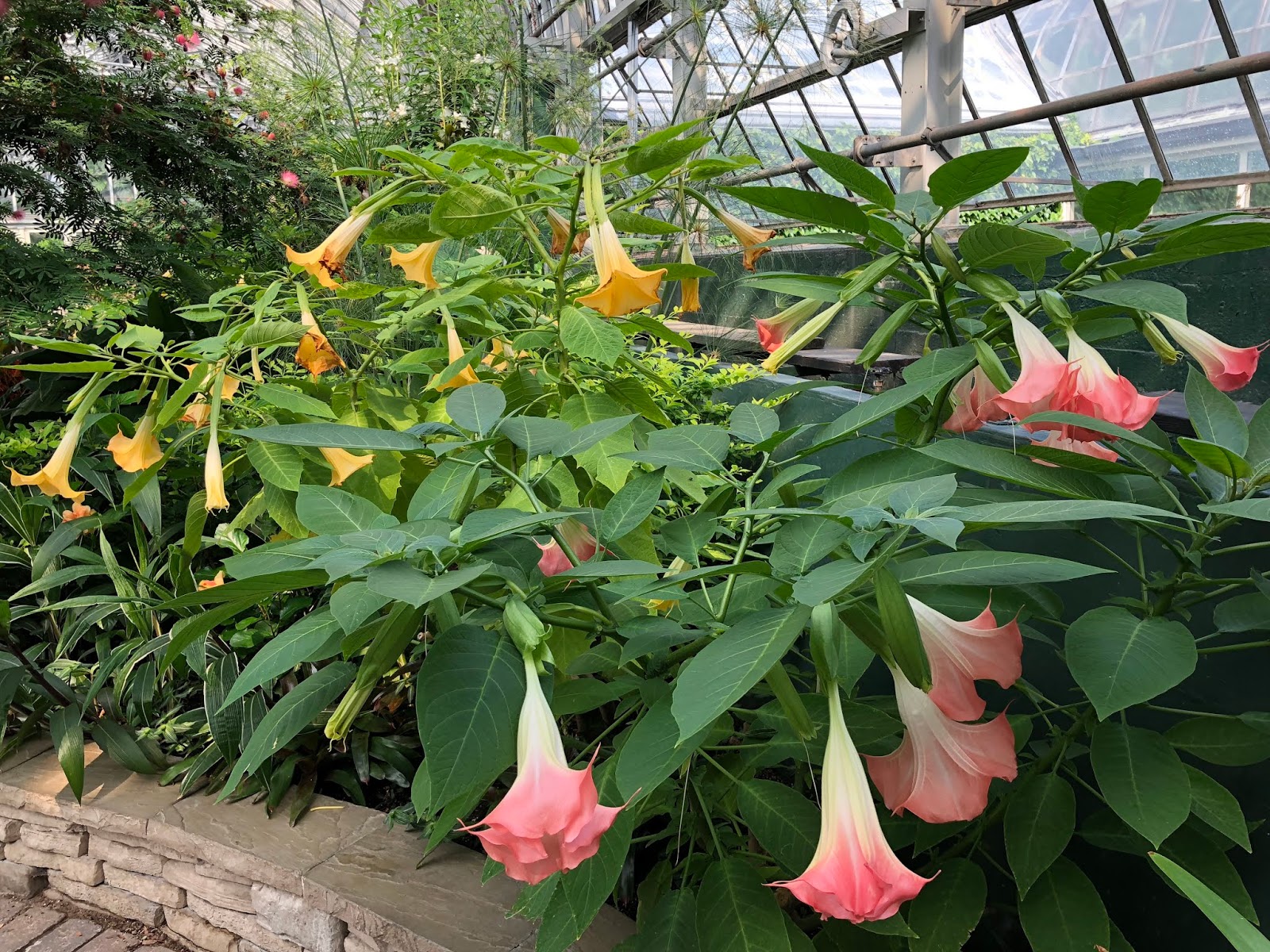 Vivero Growers Garden: A Tour of Garfield Park Conservatory, Chicago