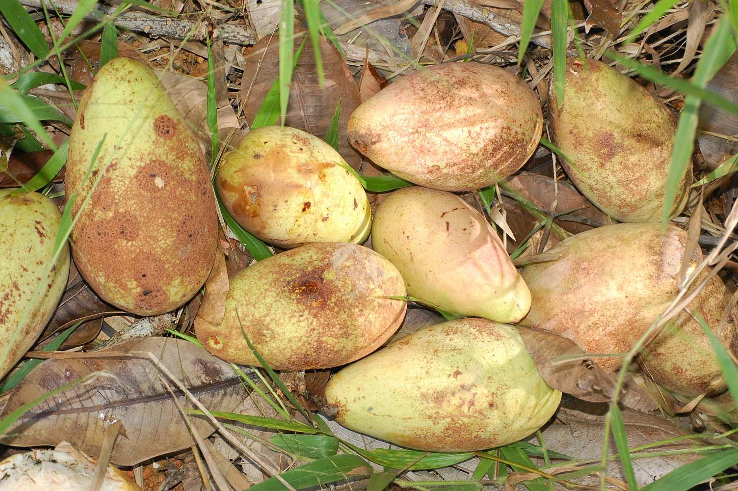 North Borneo - Sabah - East Malaysia - Month of August - Lot of ...