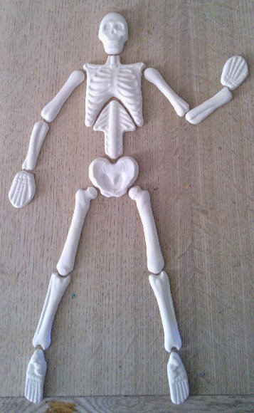 The Shed And Beyond: Skeleton plaster casting set ... ...