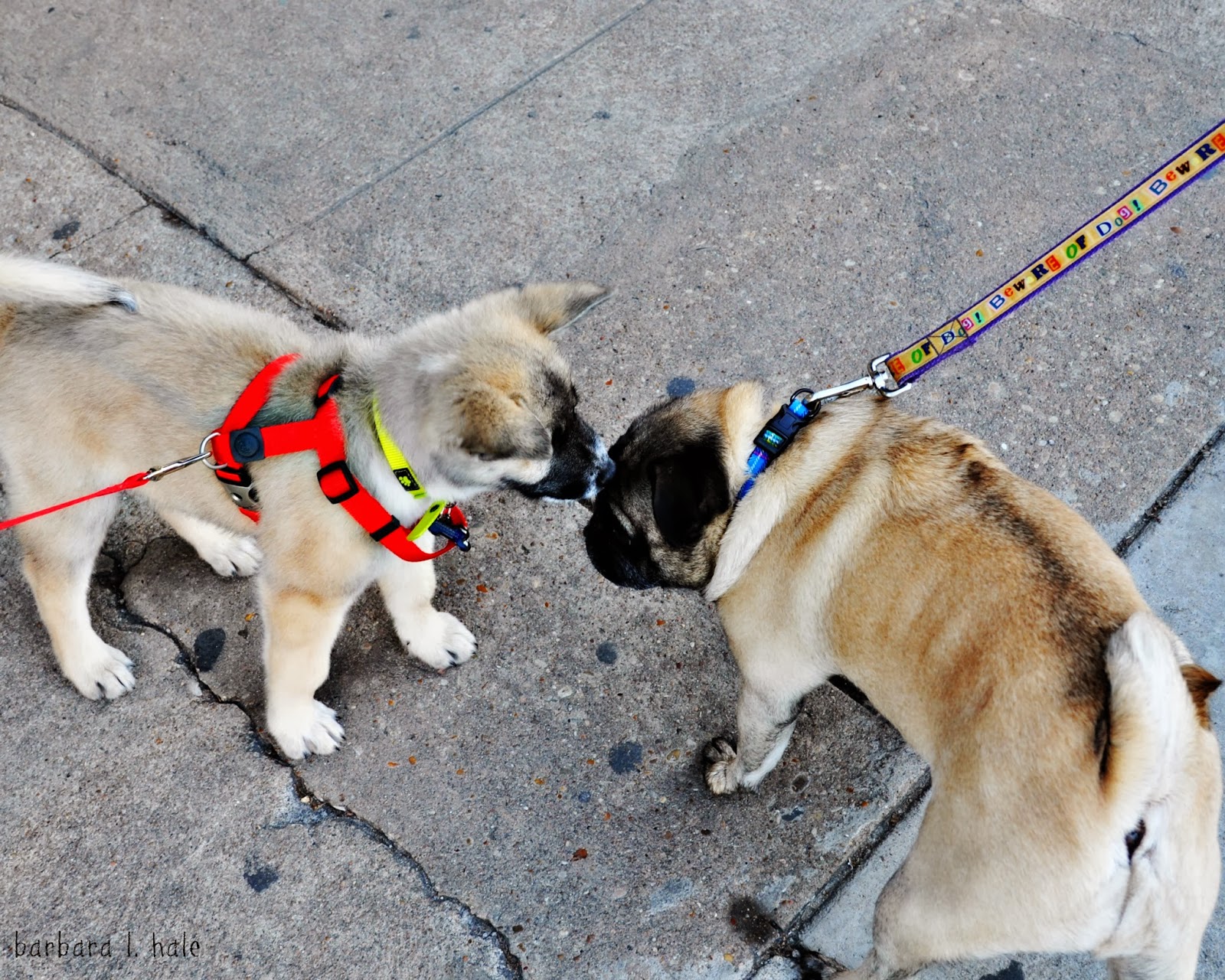 Commonplace Beauty Photography: The Life and Times of Olive the Pug ...
