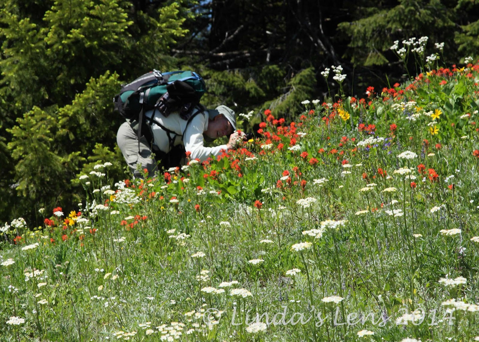 Linda's Lens: Grassy Knoll