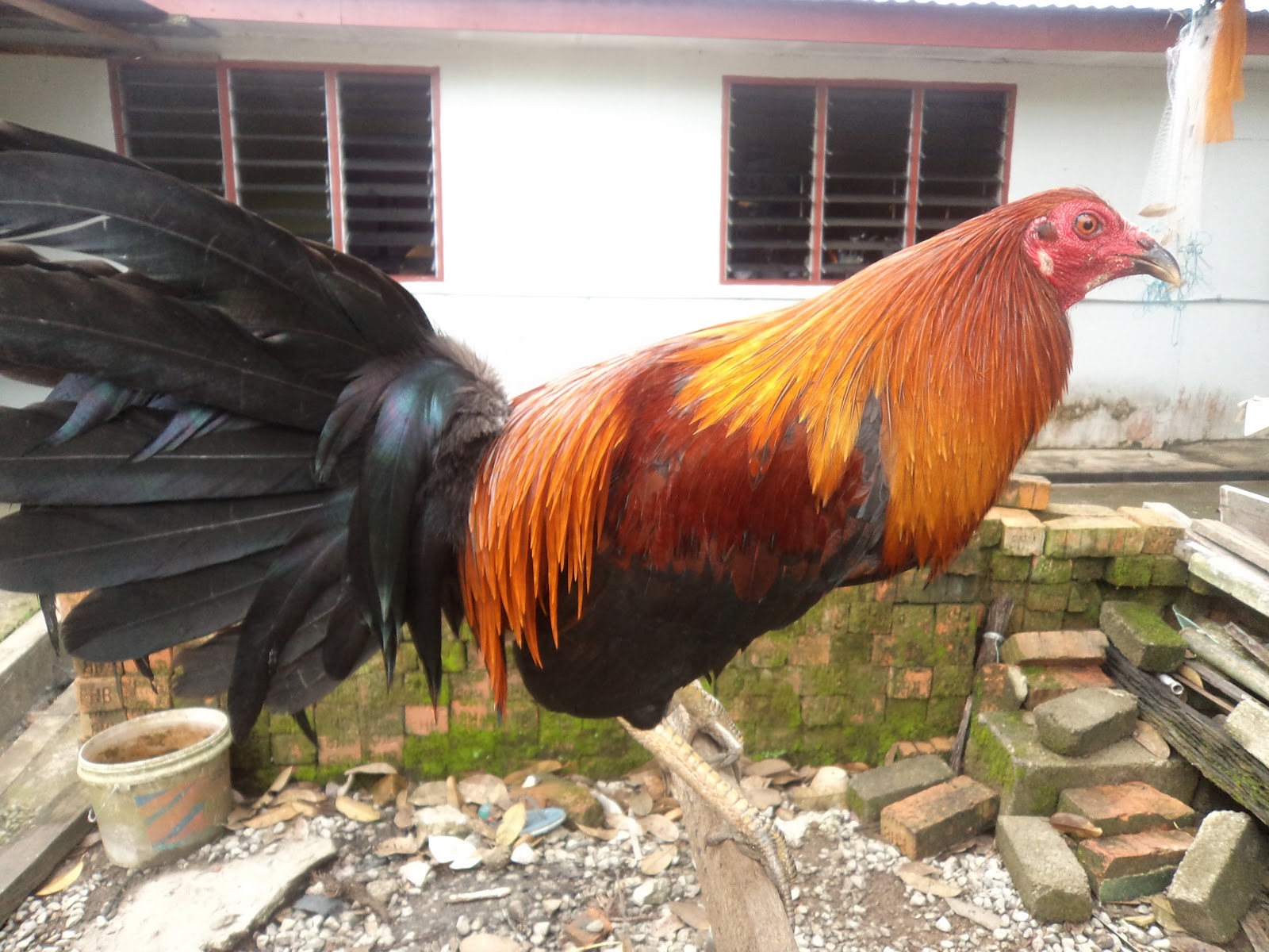 Sarawak Gamefowl Farm: New Battlefowl (October 2011)