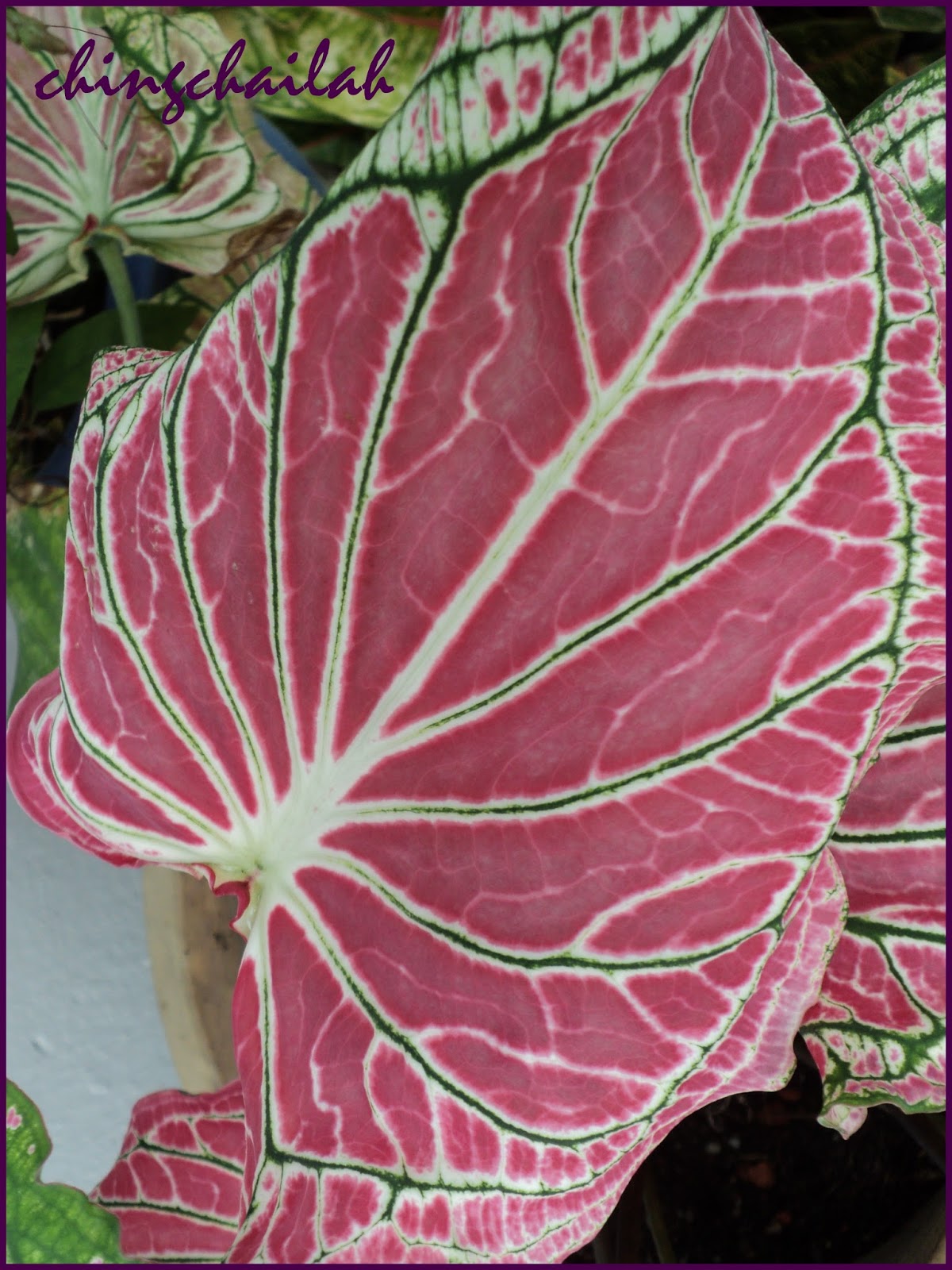 Simple Living In Nancy: Growing Colourful, Exotic Caladiums In My Garden #1