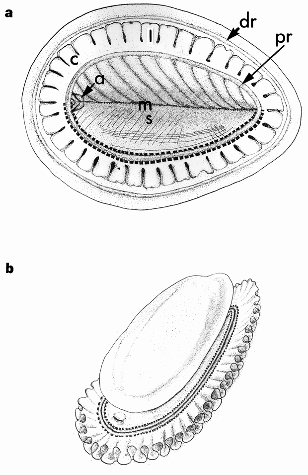 Escenarios prehistóricos: Kimberella