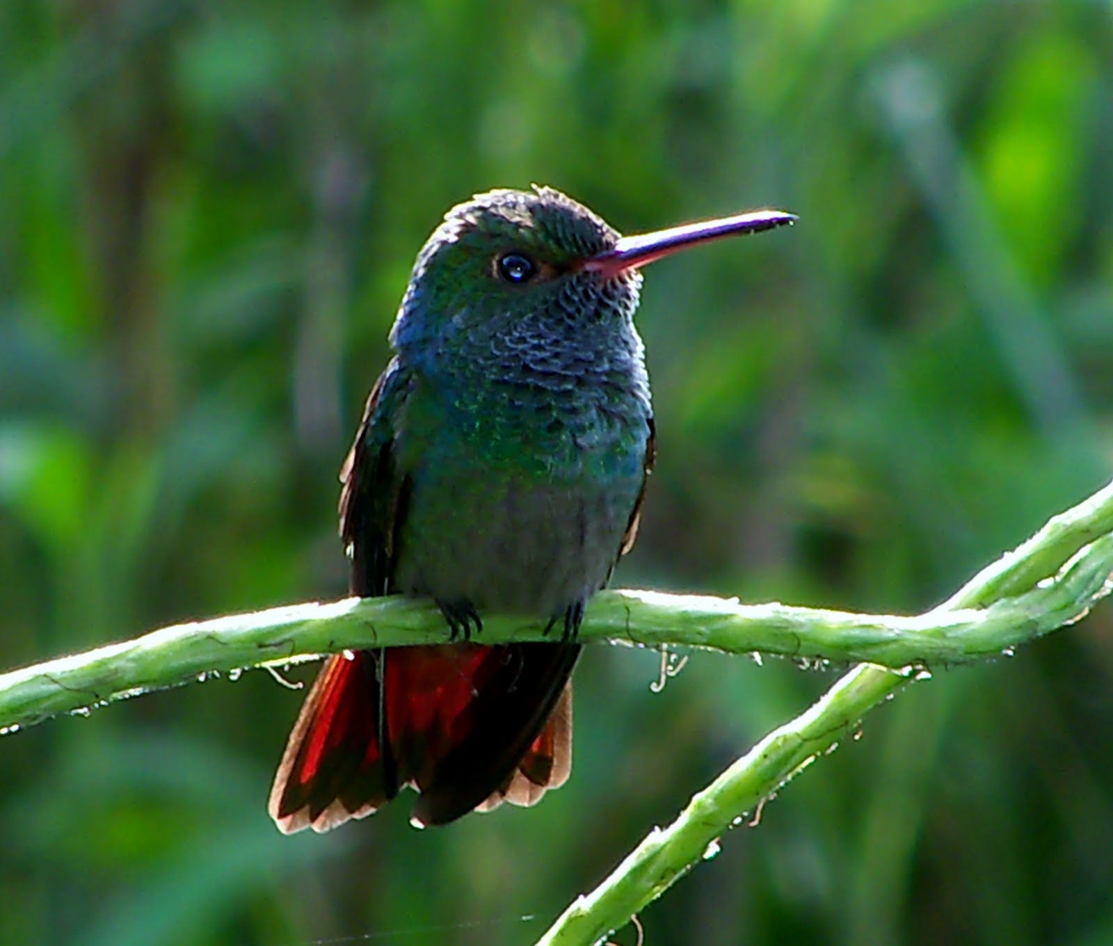 Jungle and Rainforest Art of Costa Rica: Hummingbirds of Costa Rica