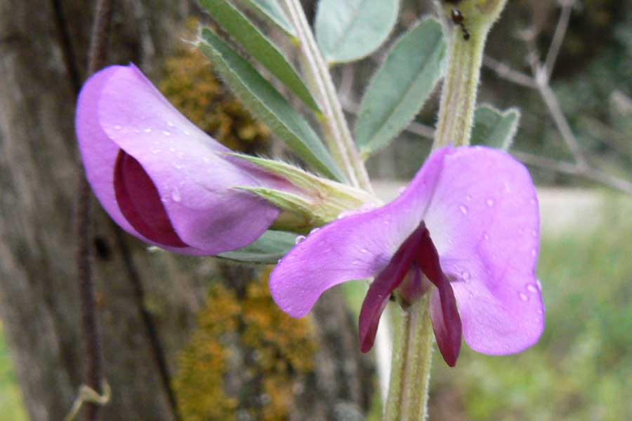Wildflowers of Andalucia: Vicia sativa