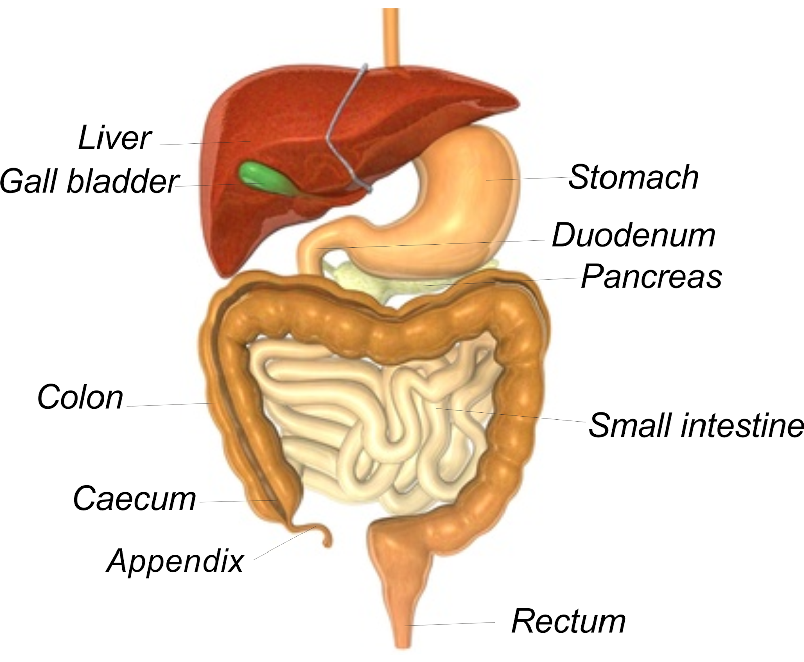 Yr 5 - QUINTO: THE DIGESTIVE SYSTEM II: MORE GAMES