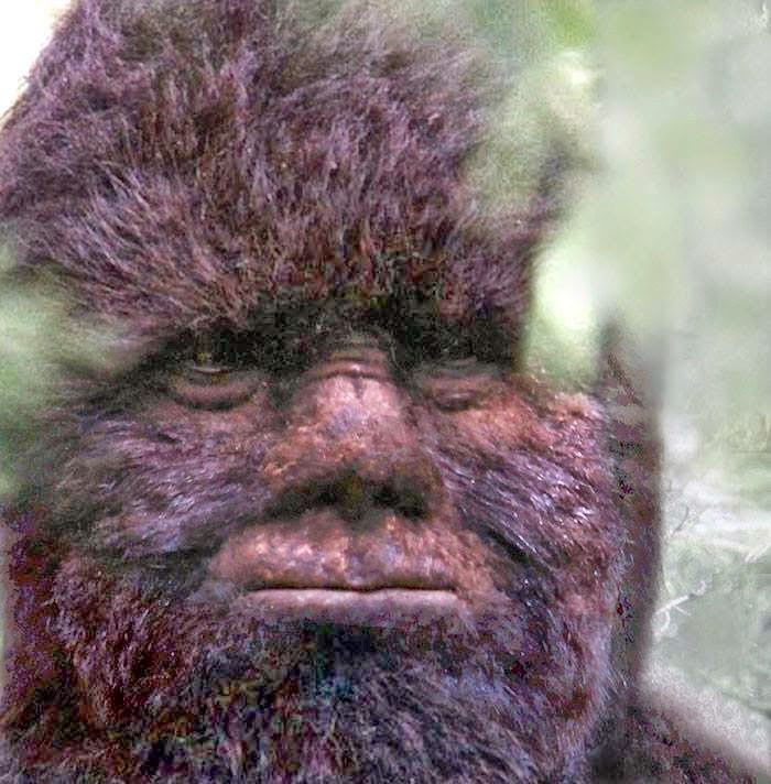 New In-depth Analysis of Todd Standing's Bigfoot Videos