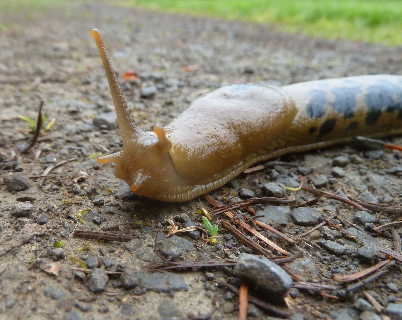 Boulderneigh: Creepy-crawly, snotty-slimy