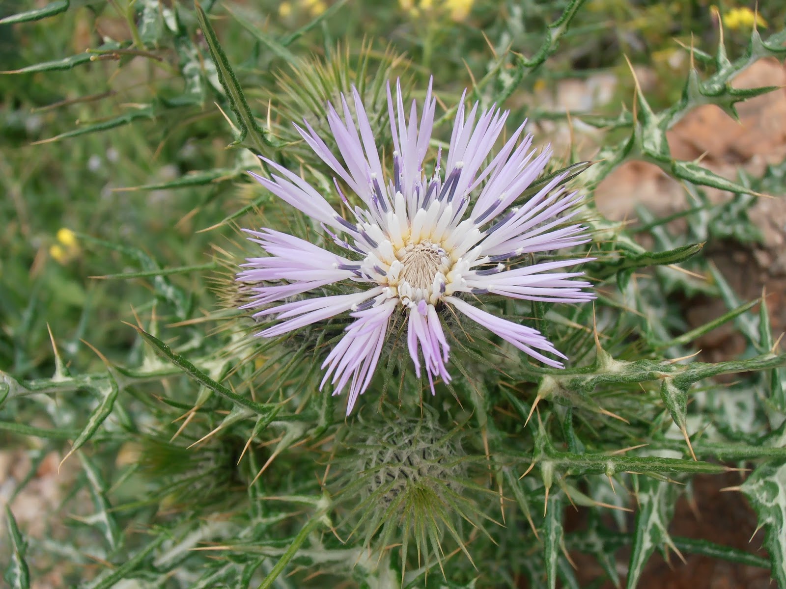 CARDO BLANCO: Galactites tomentosa | Plantas rioMoros