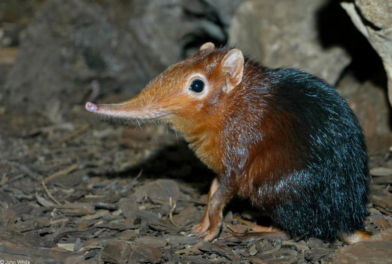Let's Draw Endangered Species! : ): Elephant Shrew