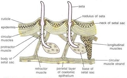 HSEB zoology notes | Setae of pheretima posthuma (Earthworm) - Plus two ...