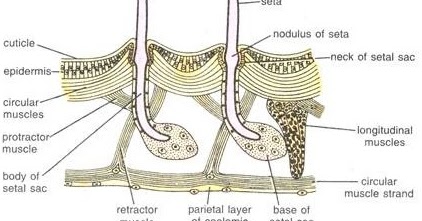 HSEB zoology notes | Setae of pheretima posthuma (Earthworm) - Plus two ...