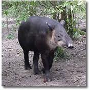 especies endemicas del ISTMO