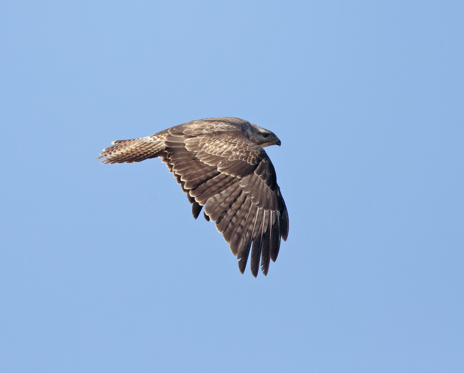 pewit: another pale Common Buzzard