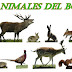 Las cosas que aprendo: LOS ANIMALES DEL BOSQUE