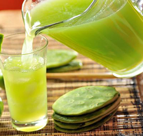 El Cerebro de Niños y Adolescentes: El Cactus – Propiedades y Beneficios