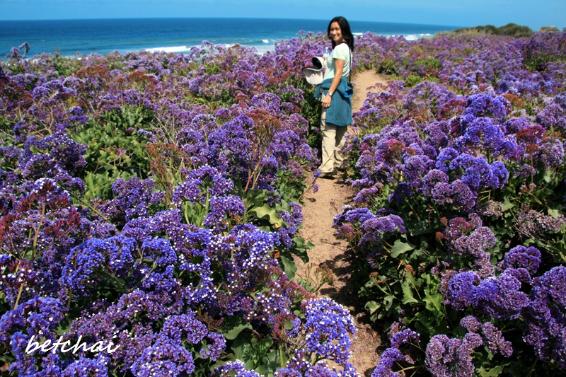 The Joys of Simple Life: California Sea Lavender