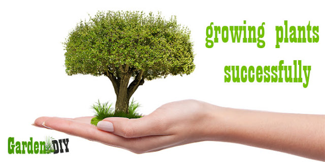 Seven important elements for growing plants successfully - Women Life