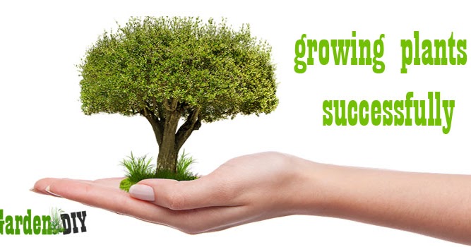 Seven important elements for growing plants successfully - Women Life