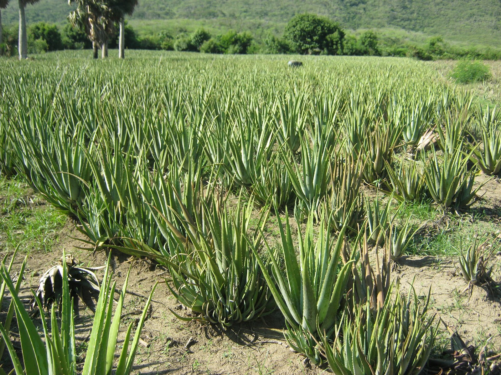 La sábila, un cultivo rentable en terrenos áridos y pobres | Educación ...