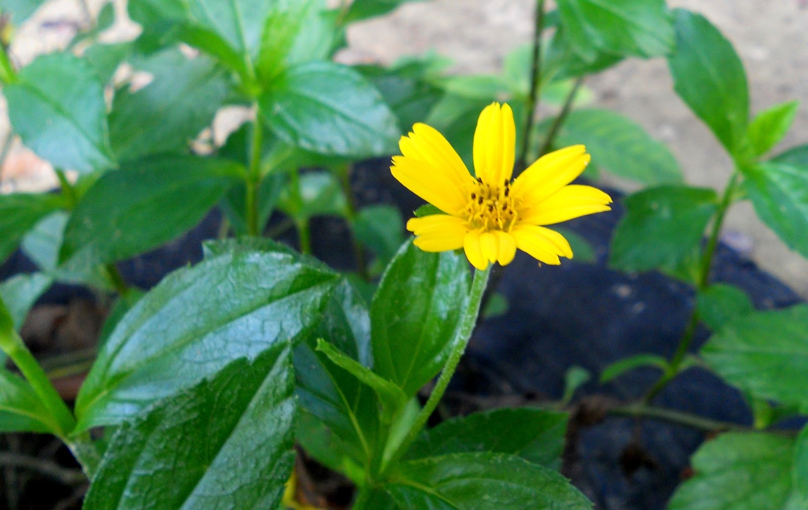 Kecantikan & Keunikan Bunga Desa - Relaks Minda